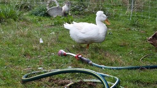 Ducks as Natural Pest Controllers: Do Ducks Eat Cockroaches?