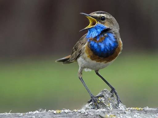 Do Birds Eat Wasps? A Look at Avian Appetites and Wasp Encounters