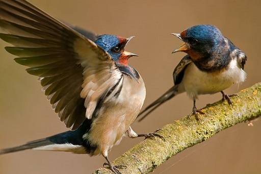 An Unfortunate Encounter: Accidentally Harming a Bird