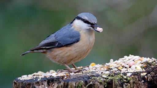 Do Birds Eat Pumpkin Seeds? A Guide to Avian Dining Habits