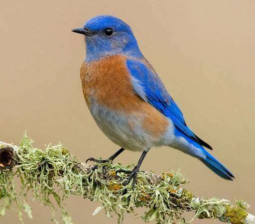 Birds of Upstate NY: Exploring Avian Diversity in the Empire State