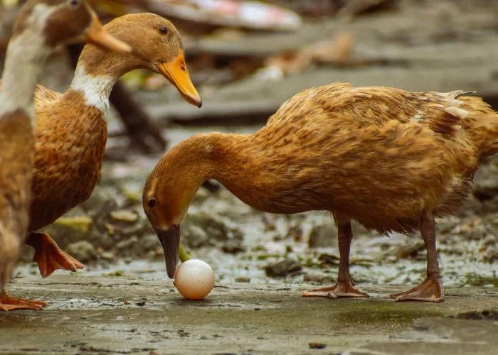 Unlocking the Egg-Laying Mystery: When Do Ducks Start Laying Eggs?