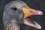 Understanding Goose Teeth: Anatomy, Functions, and Common Questions ...