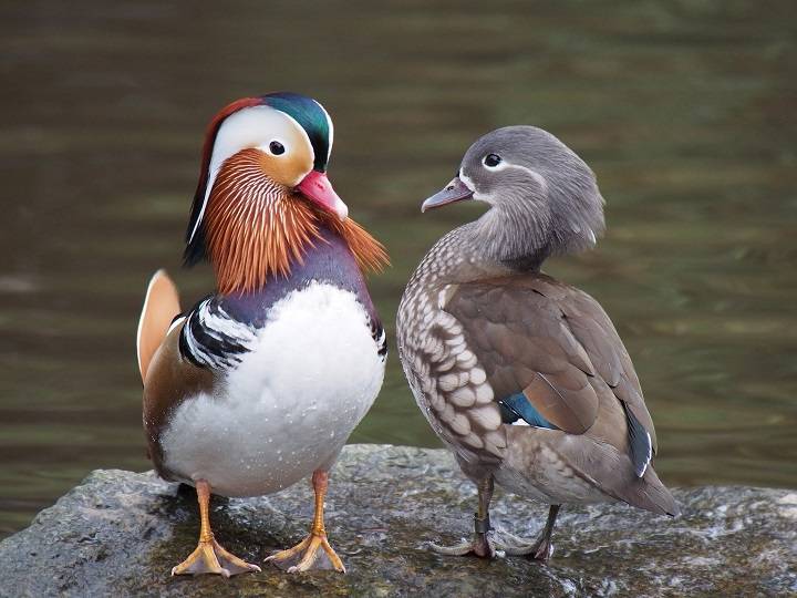 Exploring the Diverse World of Asian Ducks: A Comprehensive Guide