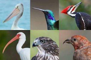 Beak Variations: Exploring the Diverse Types of Bird Beaks