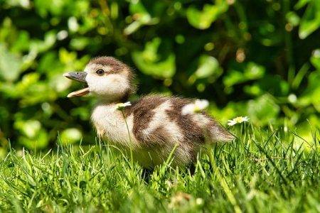 The Comprehensive Guide to Duck Grit: Understanding, Benefits, and Best ...