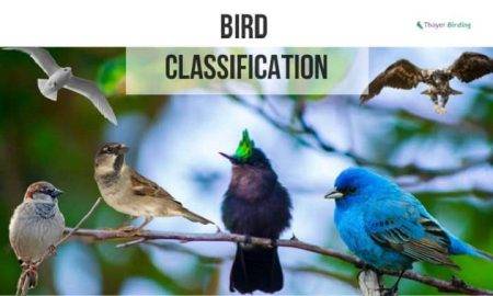 Feathered Hierarchies: Exploring the Classifications of Birds
