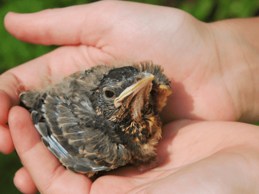 A Comprehensive Guide on How to Tell If a Baby Bird Is Dying: Signs ...