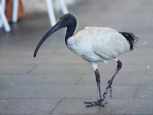 Decoding Avian Health: A Guide on How to Tell If a Bird's Neck Is Broken