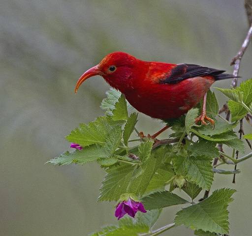 Exploring the Rich Diversity of Endemic Birds in Hawaii: A ...