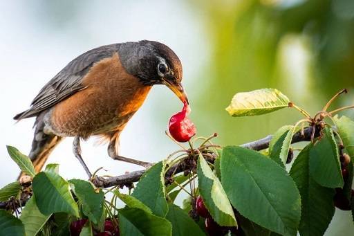 How to Keep Birds Out of Trees: Effective Strategies and Techniques
