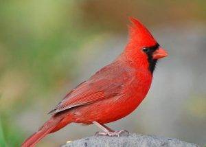 The Enchanting Avian Symbol: North Carolina's State Bird
