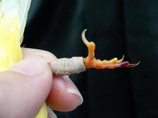 Comprehensive Guide to Dealing with a Bird with a Broken Leg: A Step-by ...