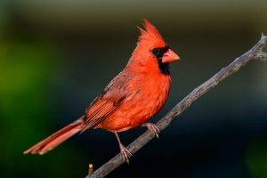 Red Birds: Exploring the Fascinating World of Avian Coloration