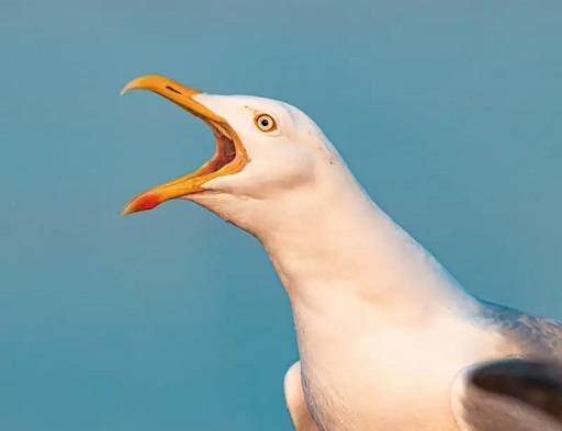 Do Seagulls Have Teeth? Understanding the Intriguing Anatomy of Seagulls