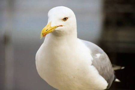 The Seagull and Alka-Seltzer Saga: Unraveling the Myth and Reality