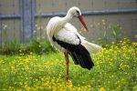 Graceful Messengers: Journey of Storks and the Iconic Stork Delivering ...