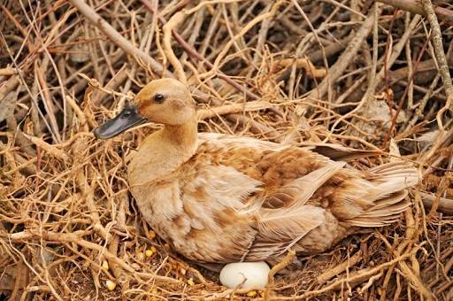 Understanding Duck Egg Laying Patterns: How Often Do Ducks Lay Eggs?