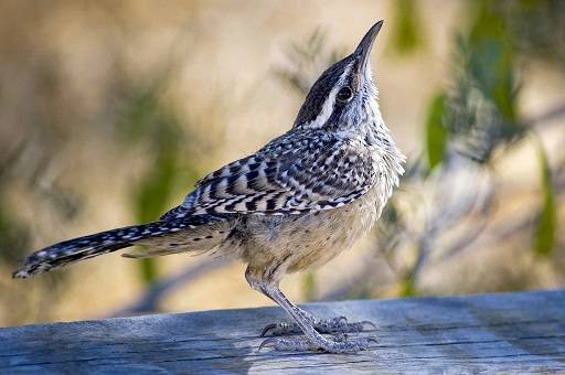 Arizona's Avian Emblem: Unveiling the Cactus Wren, the State Bird