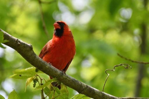 Unveiling the Enigma: Red Birds and Their Fascinating Names
