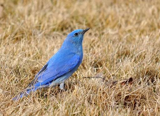 The Art of Avian Aesthetics: Deciphering the Colors That Captivate Birds