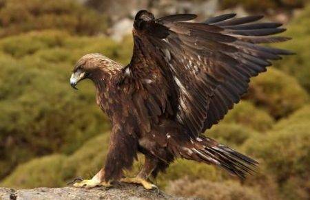 Understanding the Size Differences Between the Majestic Golden Eagle ...