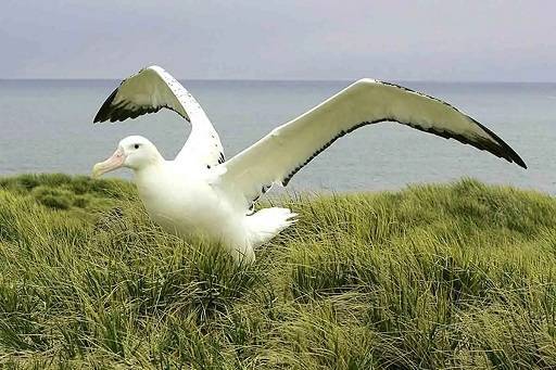 Soaring High: Exploring the Bird with the Longest Wingspan