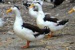 The Comprehensive Guide to Magpie Ducks: A Delightful Breed for Duck ...