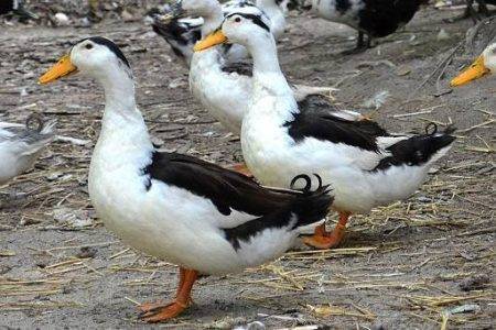 The Comprehensive Guide to Magpie Ducks: A Delightful Breed for Duck ...