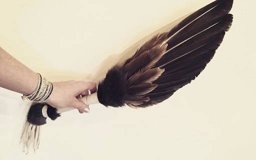Feathered Elegance: The Art of Cleaning Bird Feathers