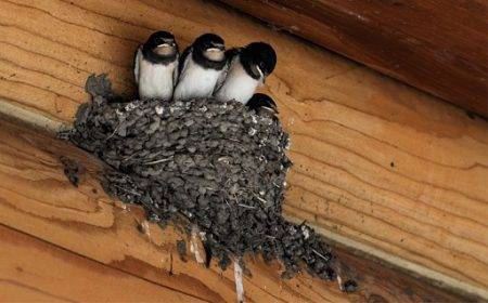 Understanding Bird Mites: The Impact of Temperature on Their Survival