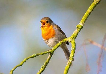 Harmony in the Avian World: Do Birds Like Music? A Comprehensive ...