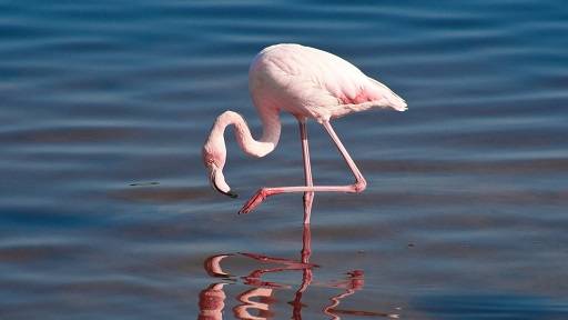 Why Do Birds Stand on One Leg? Exploring the Fascinating Behavior of ...
