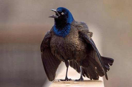 The Fluffy Ballet: Decoding Why Birds Puff Up