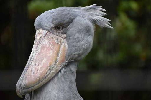 Unveiling the Quirkiness of the Avian Kingdom: Delving into the World ...