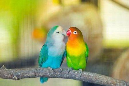 The Eternal Bond: Exploring Which Birds Mate for Life