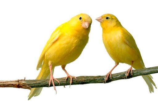 Unlocking the Secrets of Canary Lifespan: How Long Do Canaries Live?