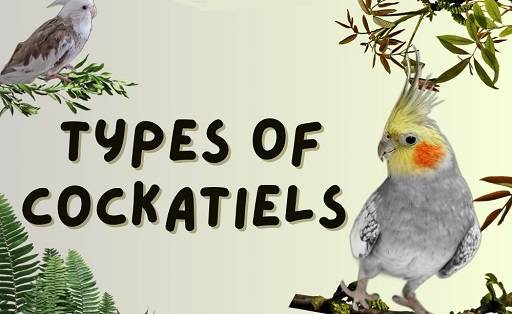 The Comprehensive Guide to Cockatiel Prices: Factors, Varieties, and ...