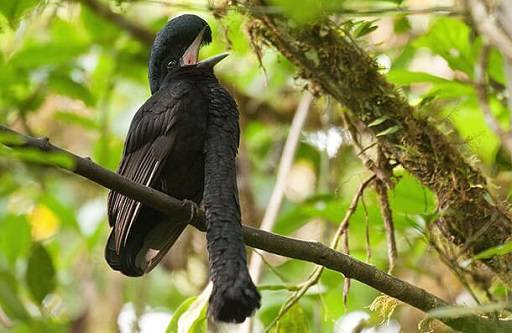 Exploring the Fascinating World of Cool Birds: A Comprehensive Guide
