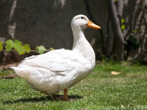 The Physics Behind a Duck Losing Balance and Falling Over: Exploring ...