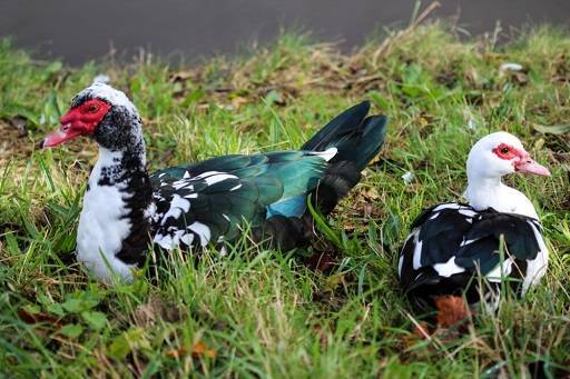 Unraveling the Mystery: Why Do Ducks Stand on One Leg?