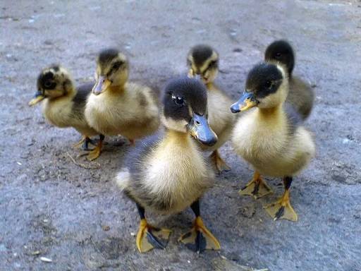 At What Age Do Ducks Start Laying Eggs? A Comprehensive Guide
