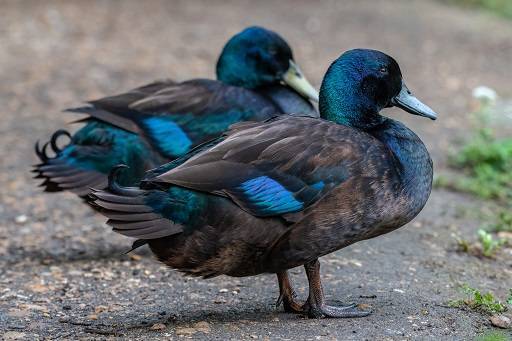 Exploring the Weight of Ducks: How Much Do Ducks Weigh?
