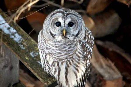 A Comprehensive Guide to Nocturnal Birds: Names, Characteristics, and ...