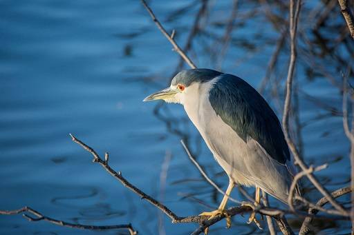 Unveiling the Enigmatic Nocturnal Forest Bird: A Comprehensive Guide