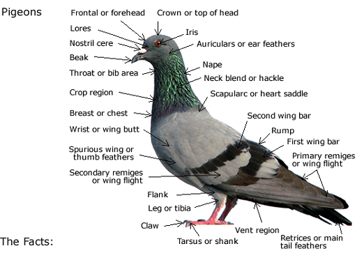 Pigeon Weight: Unveiling the Importance of Healthy Avian Mass
