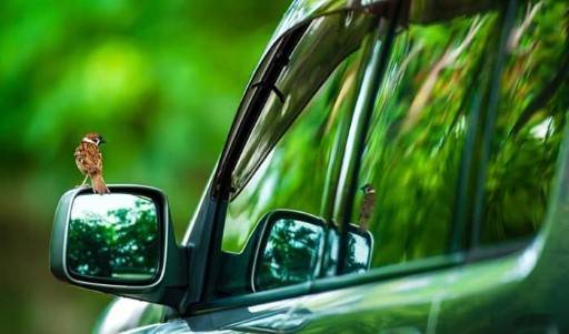 Dealing with Persistent Bird Droppings on Your Car: A Comprehensive ...