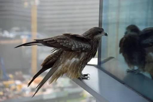 Preventing Bird Strikes: A Guide to Discouraging Window Pecking