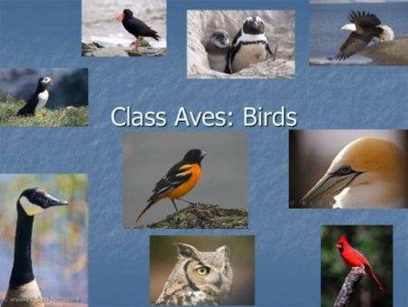 Exploring the Fascinating World of Birds: A Comprehensive Guide to Bird Lower Classifications