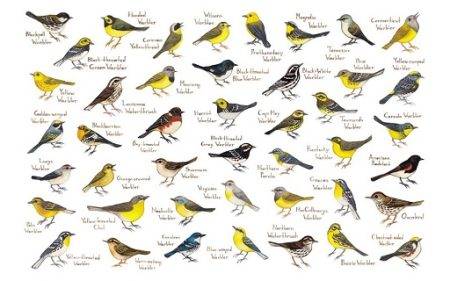 Feathered Hierarchies: Exploring the Classifications of Birds